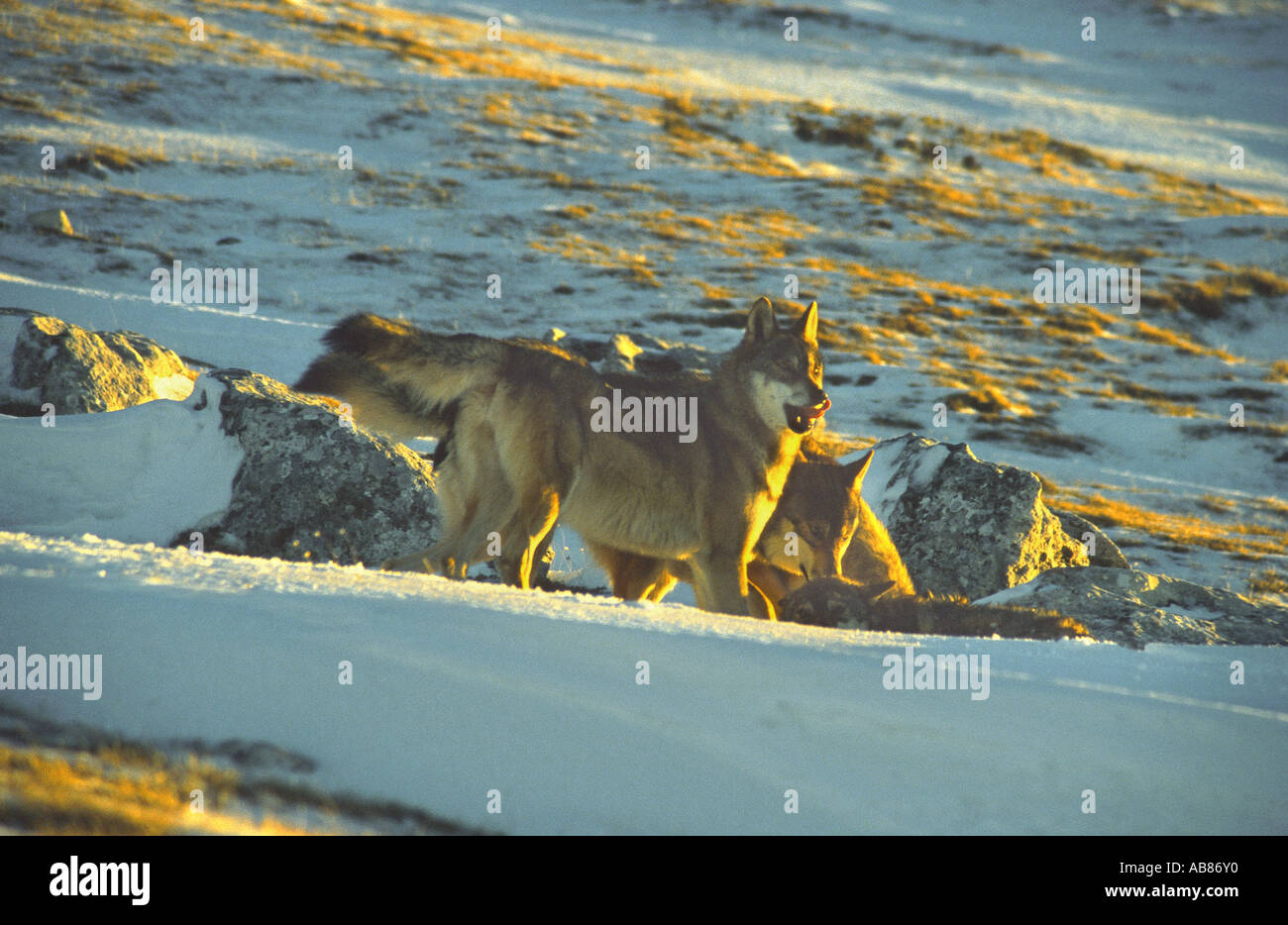 Wolf in the light canis lupus hi-res stock photography and images - Alamy