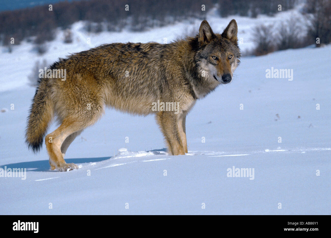 Italian wolf hi-res stock photography and images - Alamy