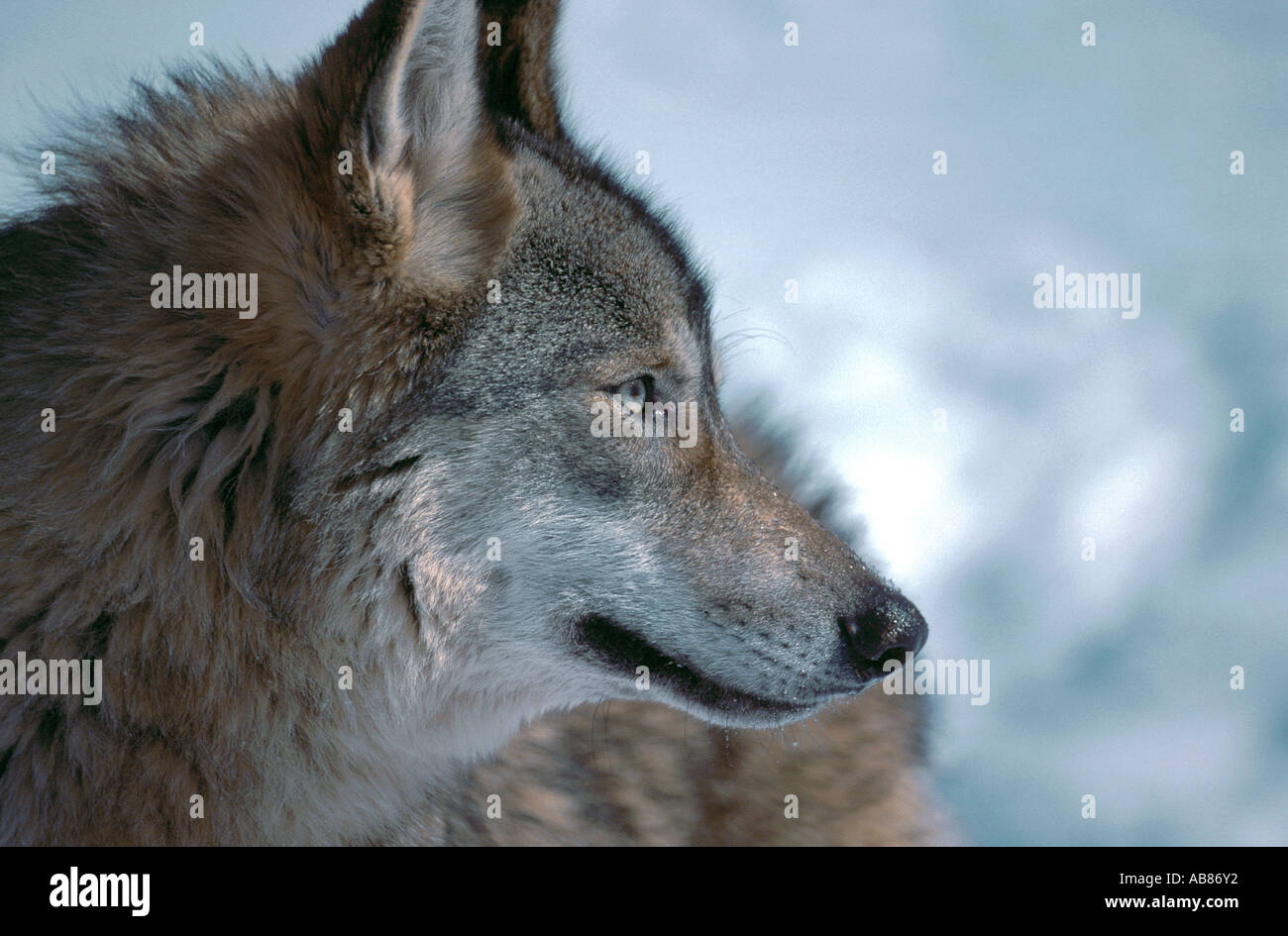 European gray wolf (Canis lupus lupus), portrait, Italy, Abruzzen NP ...