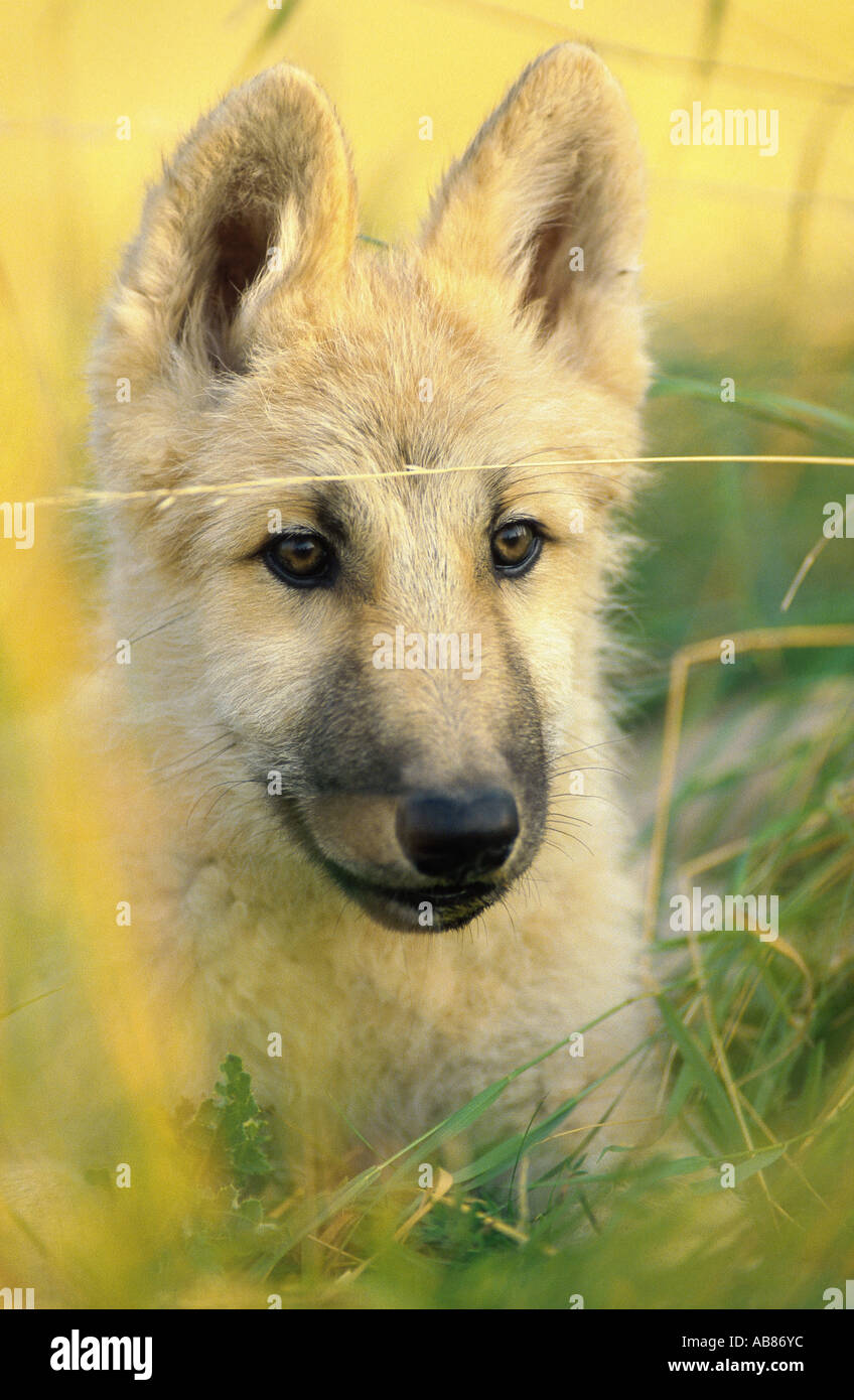 European gray wolf (Canis lupus lupus), young wolf, Germany, Saarland ...