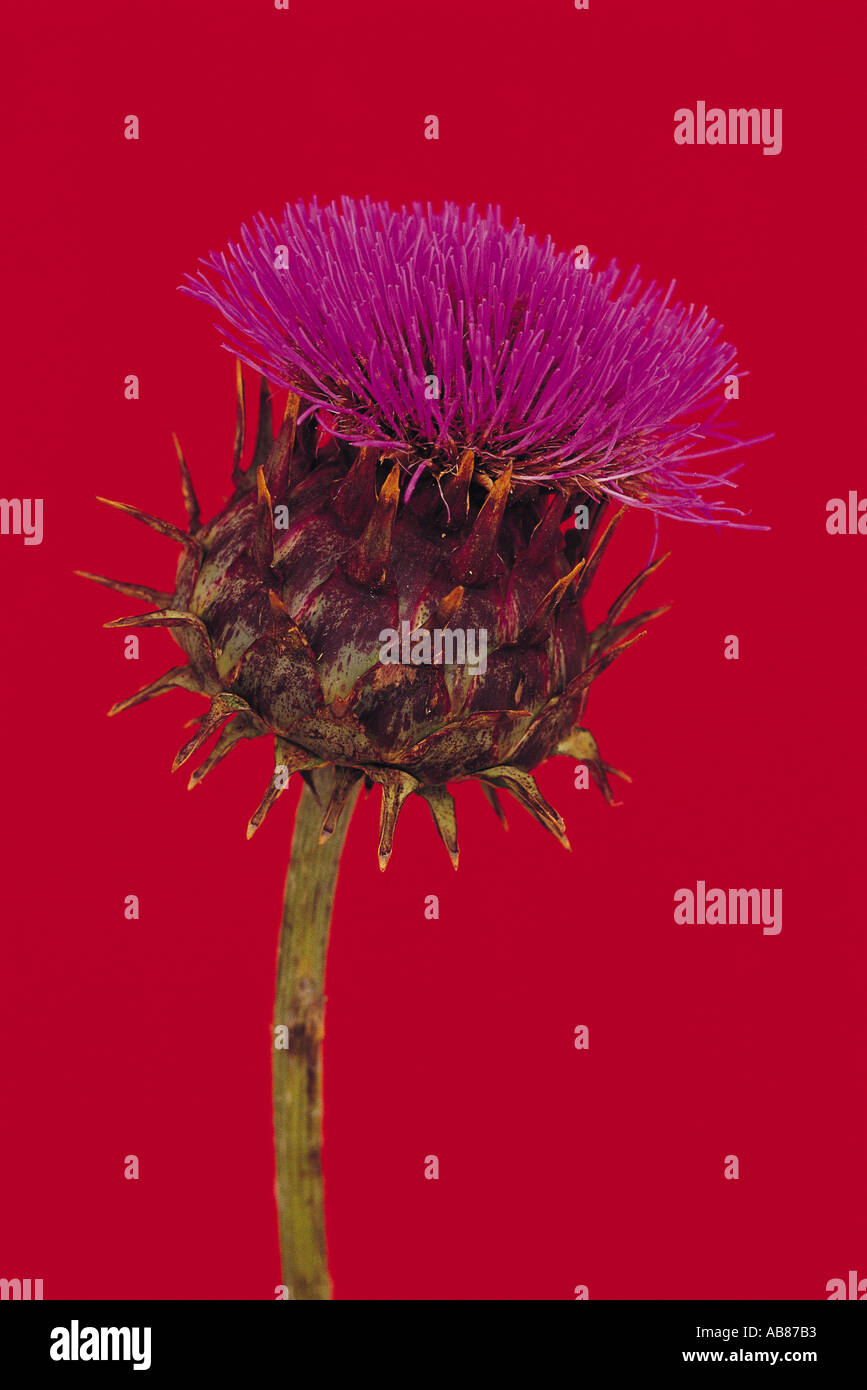 Thistle type hi-res stock photography and images - Alamy