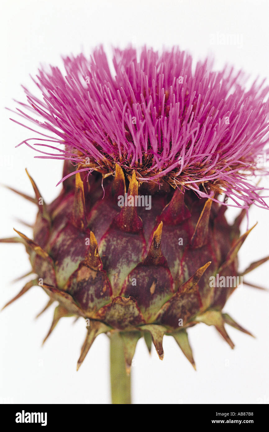 The scottish thistle hi-res stock photography and images - Alamy