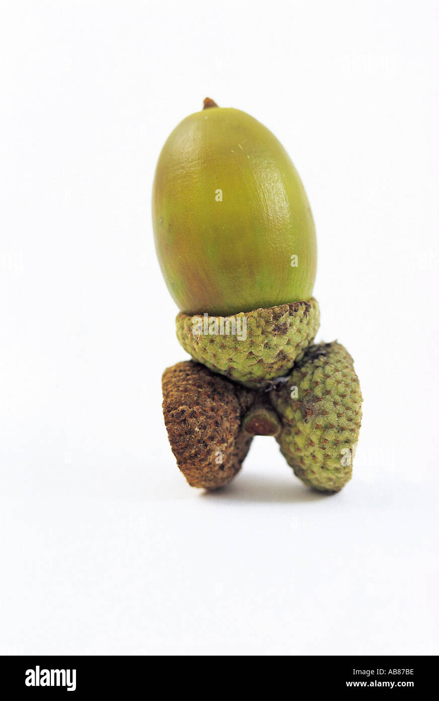 Acorn detail Cut Out Stock Images & Pictures - Alamy