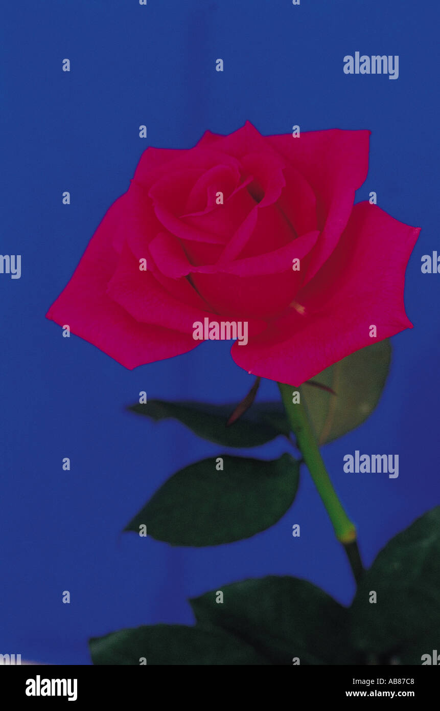 Rose land hi-res stock photography and images - Alamy