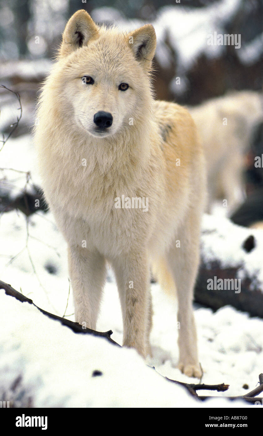 arctic wolf, tundra wolf (Canis lupus albus), in snow, Germany ...