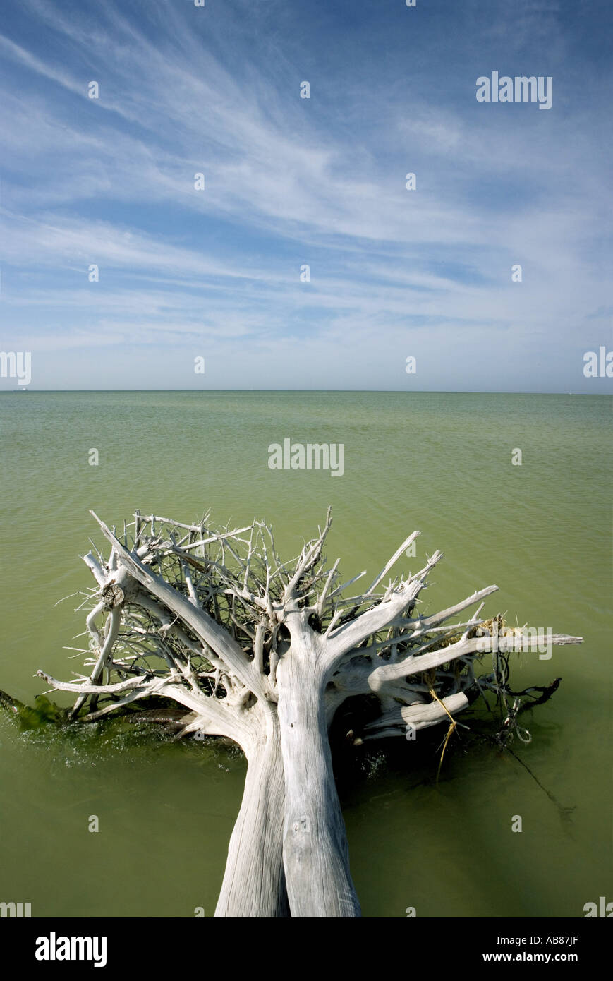 uprooted tree lying in sea, USA, Florida, Tampa Stock Photo - Alamy
