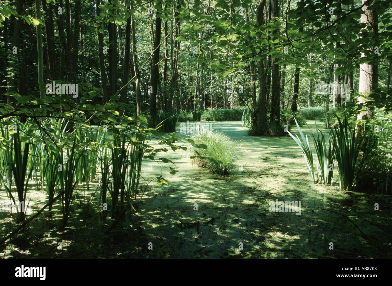 Alder swamp forests hi-res stock photography and images - Alamy