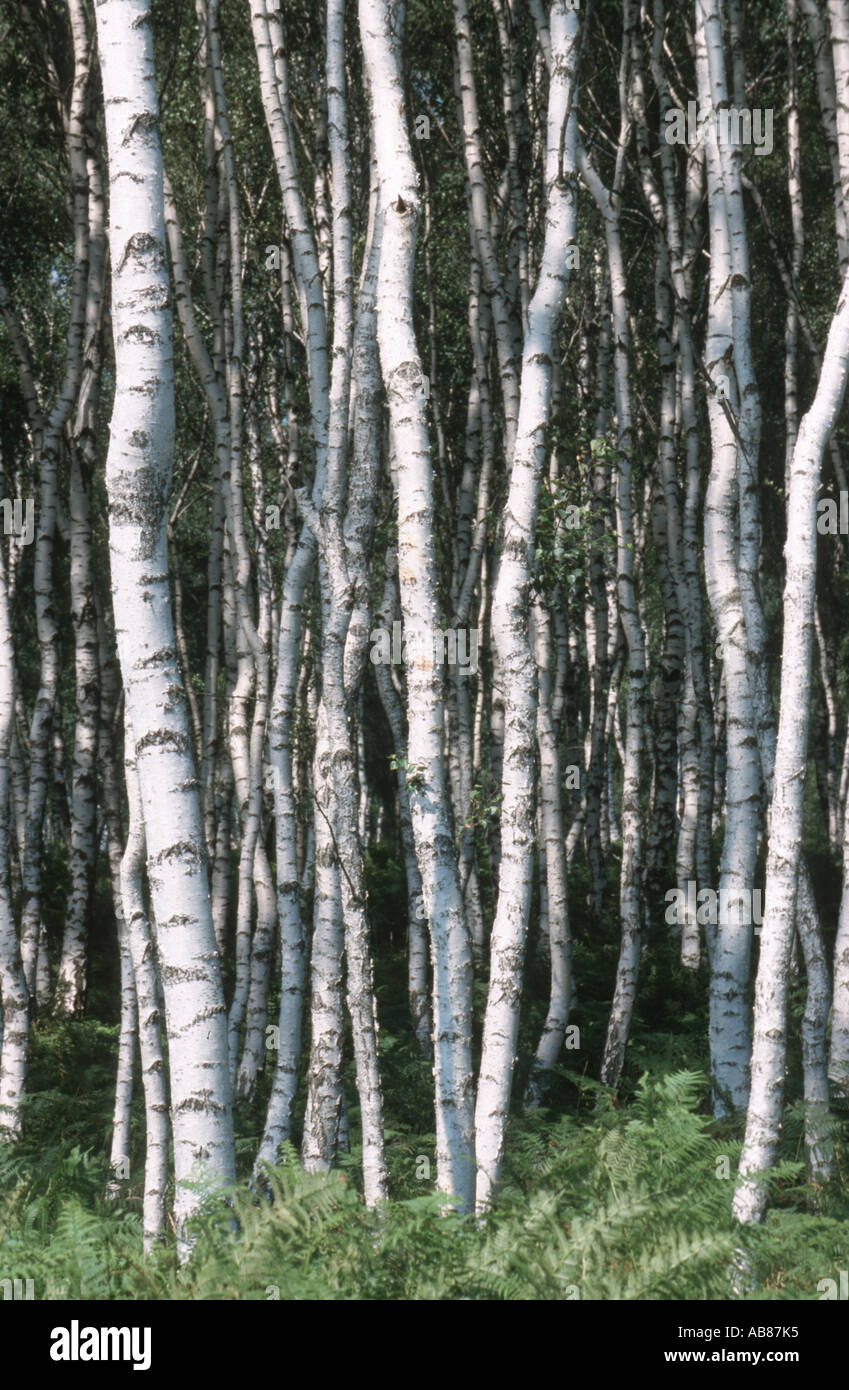 section of a birch forest Stock Photo - Alamy