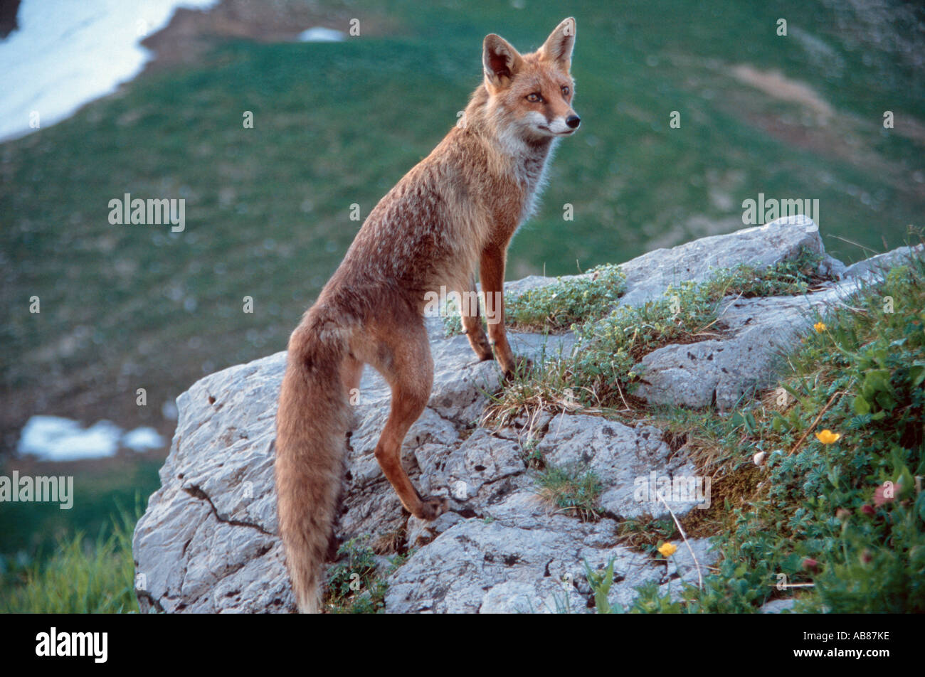 red fox (Vulpes vulpes), in the mountains, Germany, Baden-Wuerttemberg ...