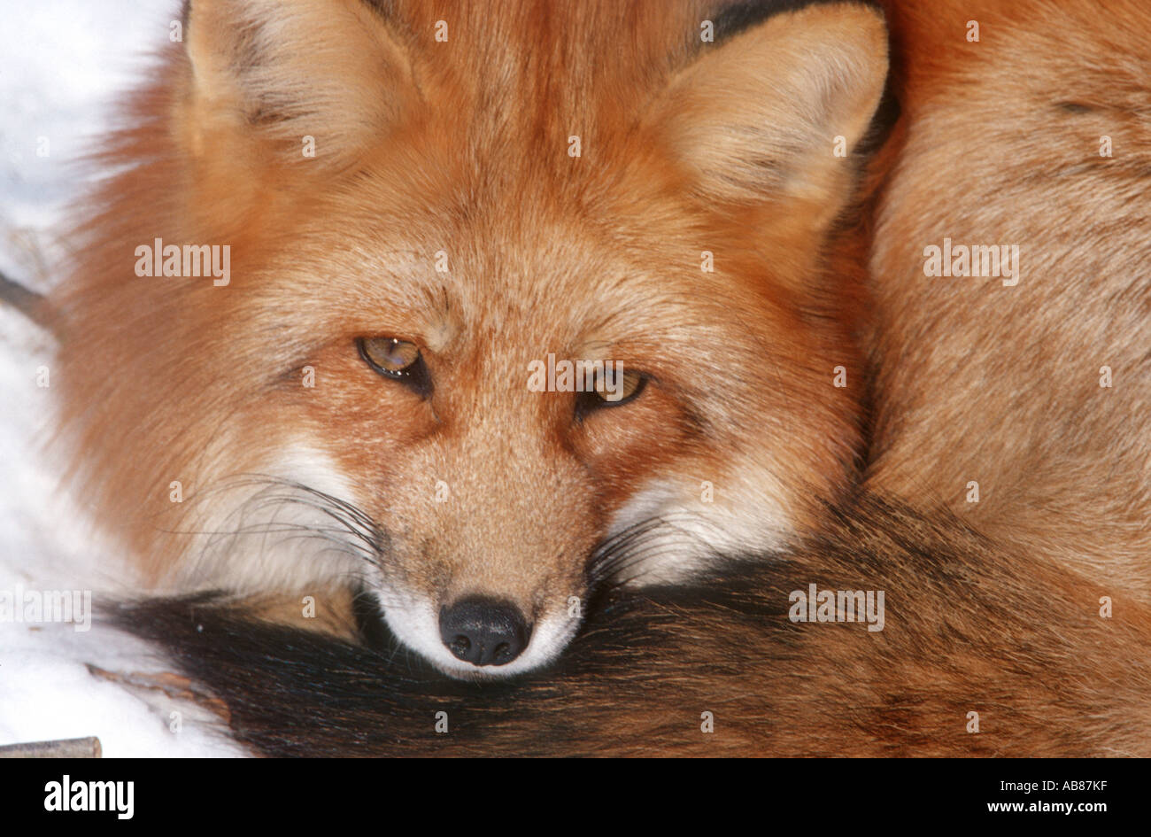 red fox (Vulpes vulpes), portrait, Germany, Baden-Wuerttemberg Stock ...
