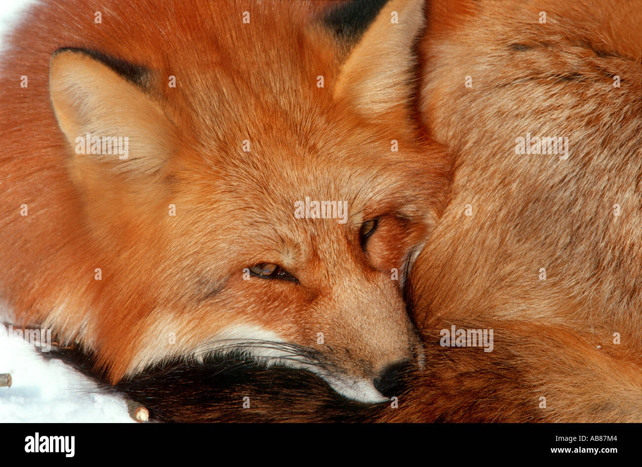 red fox (Vulpes vulpes), portrait sleeping, Germany, Baden-Wuerttemberg ...