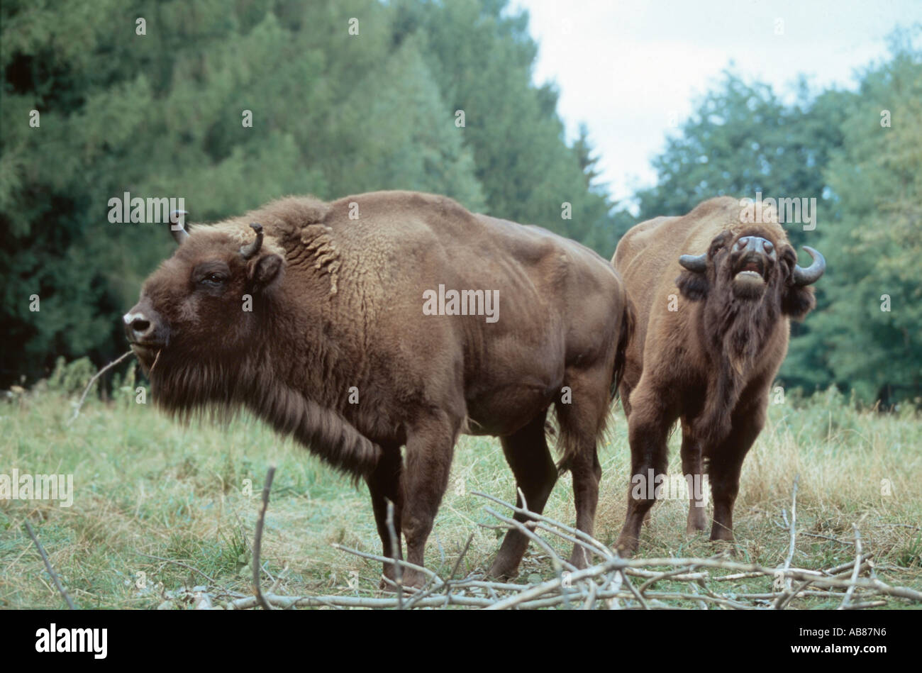 European bison, wisent (Bison bonasus), bull and cow, Germany, Baden ...