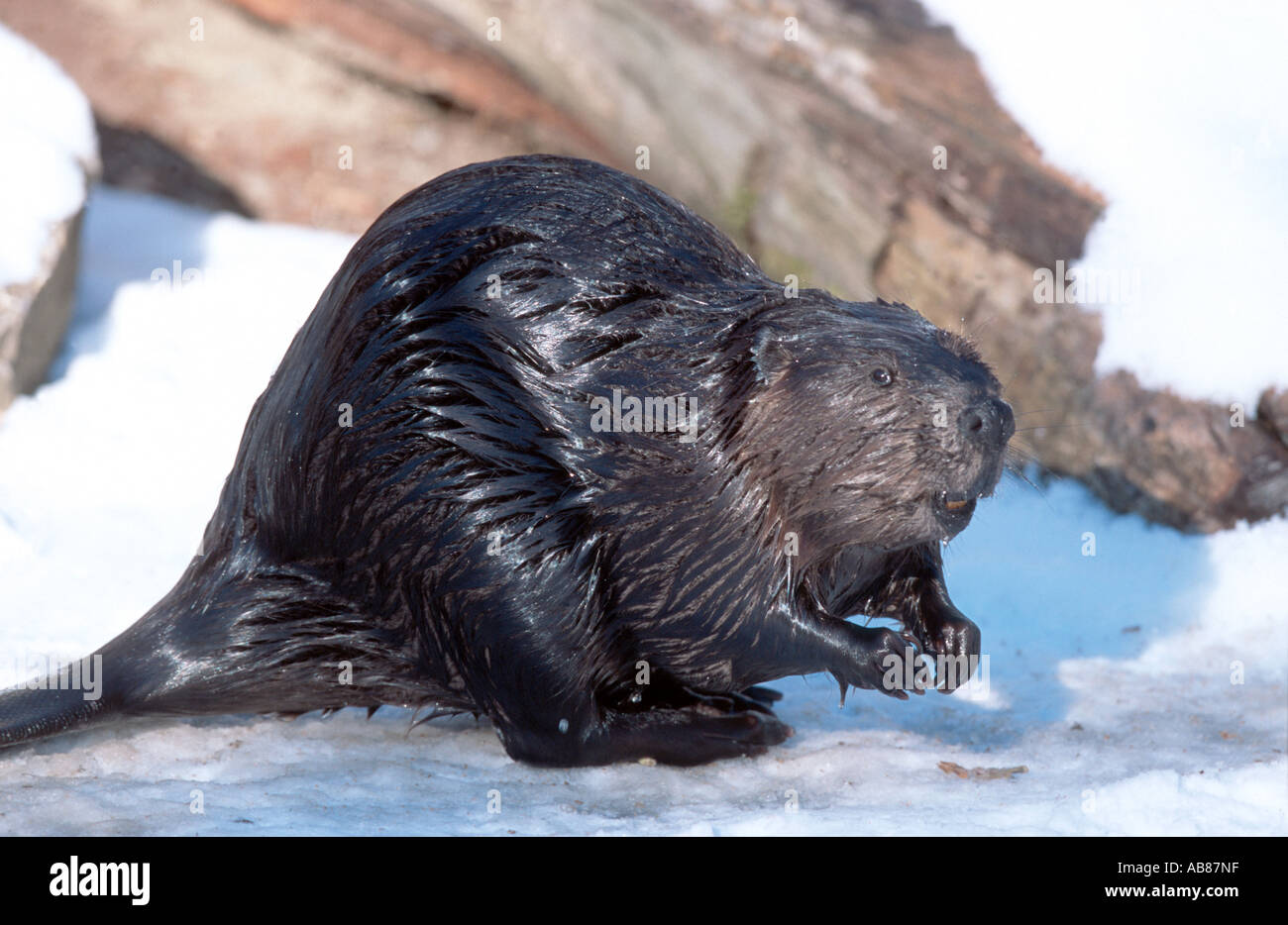 Eurasian beaver, European beaver (Castor fiber), sitting, Germany ...