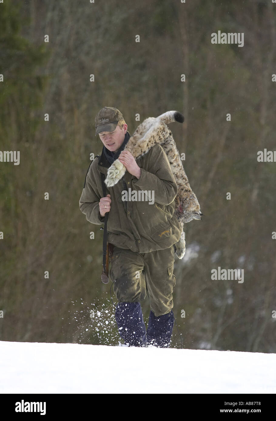 northern lynx (Lynx lynx lynx), dead lynx is carried by a hunter ...