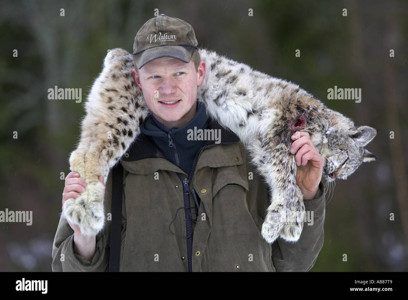 northern lynx (Lynx lynx lynx), dead lynx is carried by a hunter ...