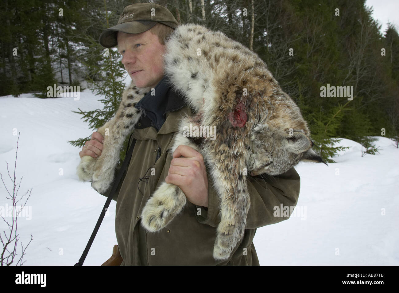 northern lynx (Lynx lynx lynx), dead lynx is carried by a hunter ...