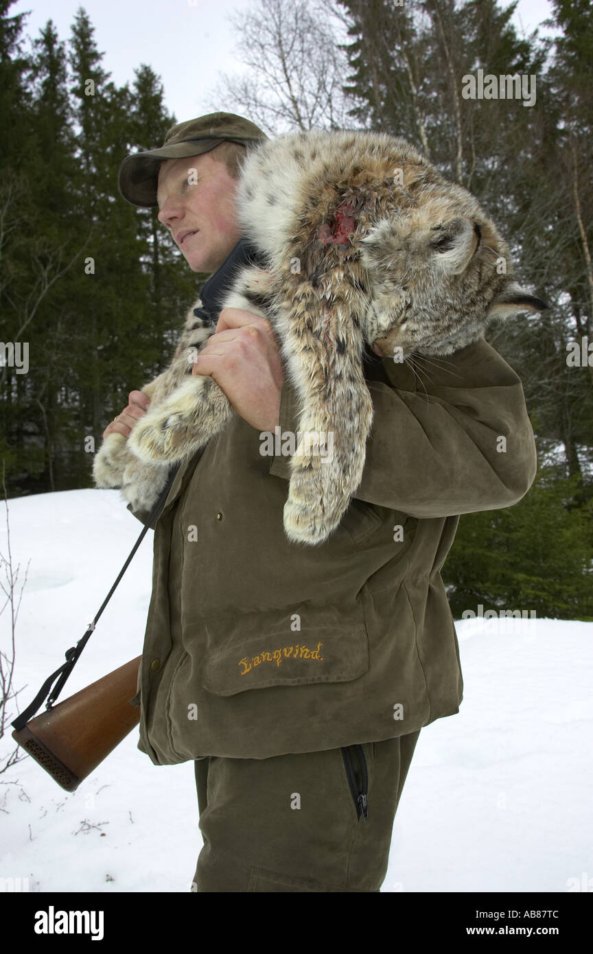 northern lynx (Lynx lynx lynx), dead lynx is carried by a hunter ...