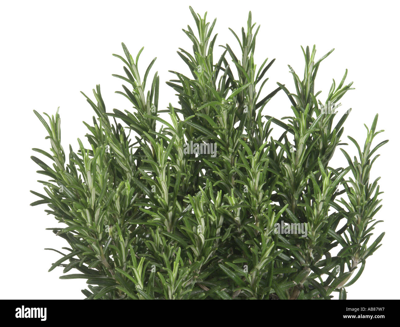 rosemary (Rosmarinus officinalis), section of a bush, Germany, Kevelaer ...