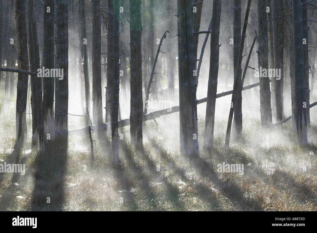 Yellowstone National Park at dawn with geothermal steam rising around ...