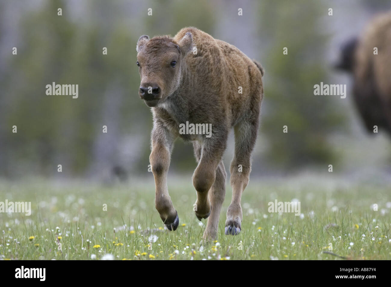 American bison, buffalo (Bison bison), calf running on meadow, USA ...