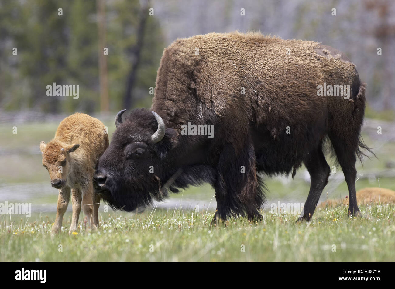 American bison, buffalo (Bison bison), mother cleaning calf, USA Stock ...