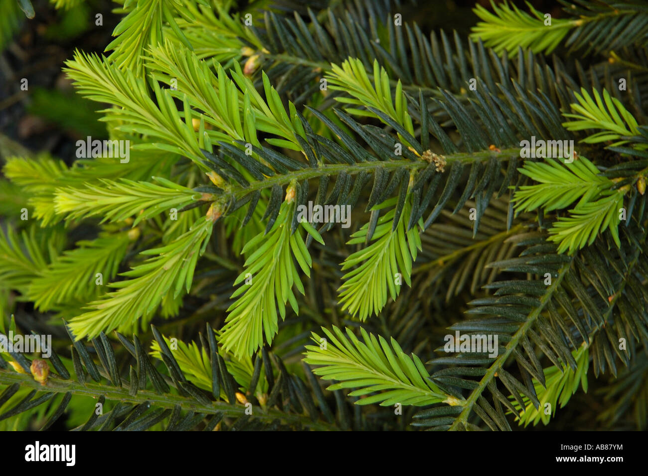 Spiky pine needles hi-res stock photography and images - Alamy