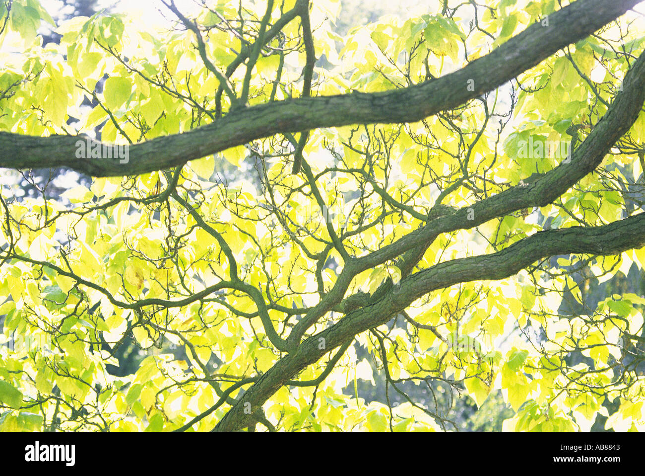 Branches of a tree Stock Photo - Alamy