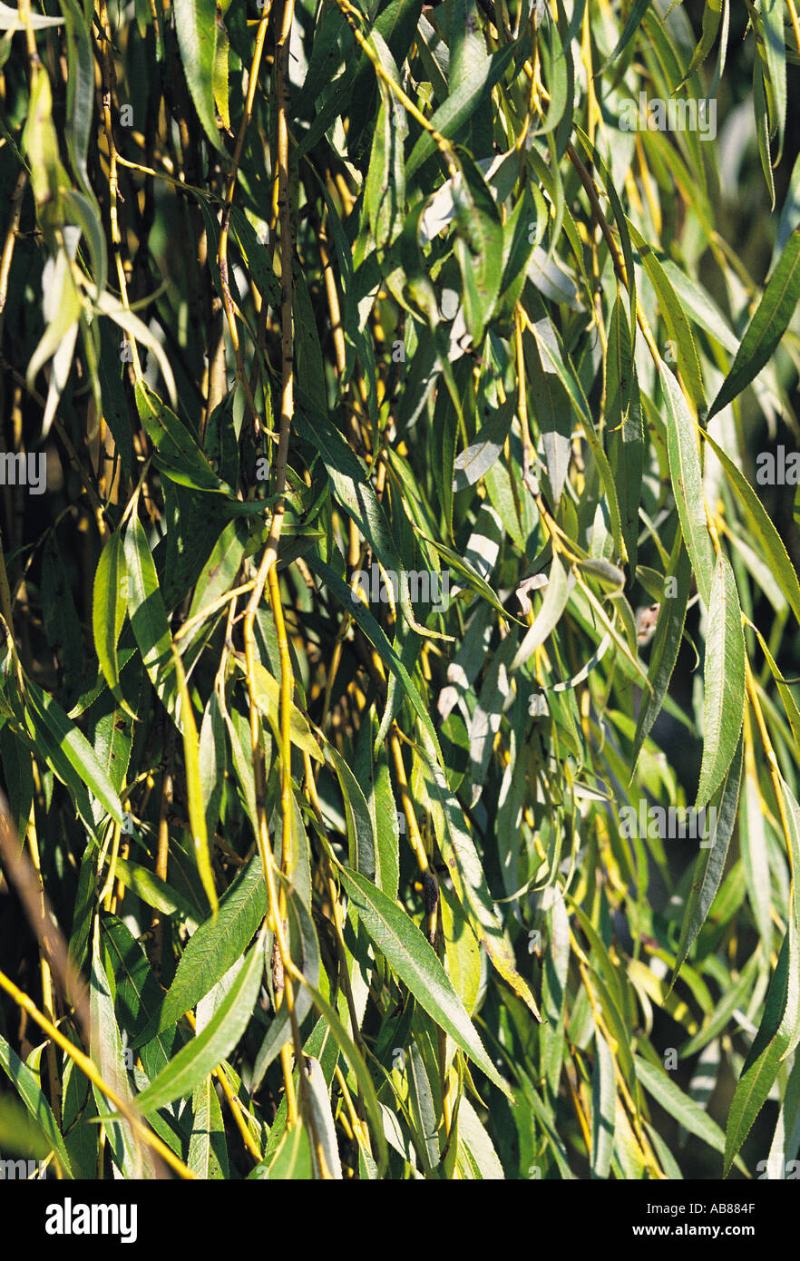 Willow Leaves With High Resolution Stock Photography and Images - Alamy