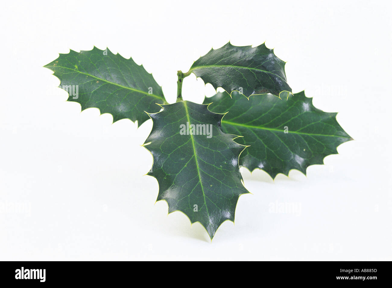 Holly leaf hi-res stock photography and images - Alamy
