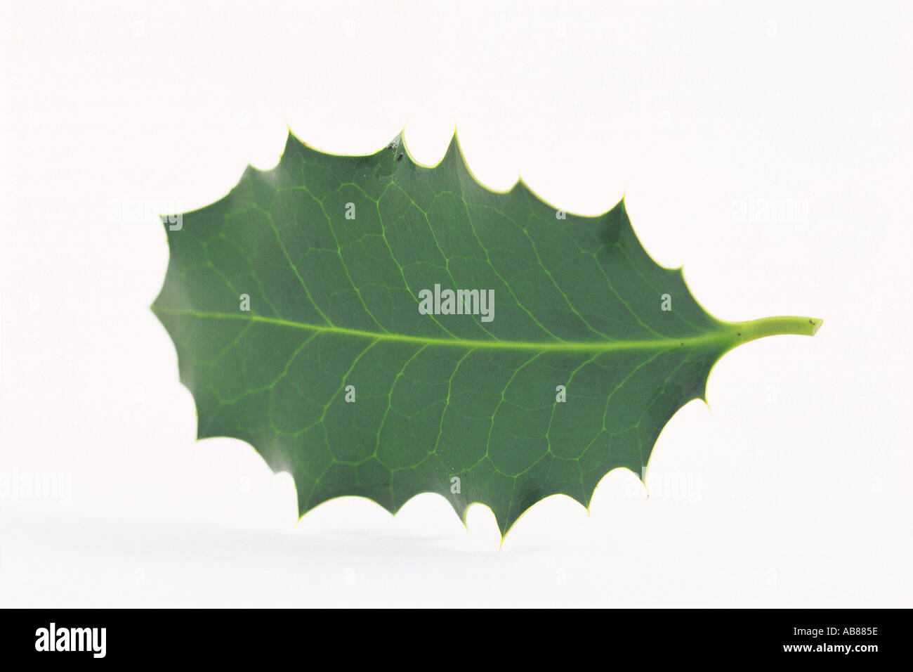 Holly leaf hi-res stock photography and images - Alamy
