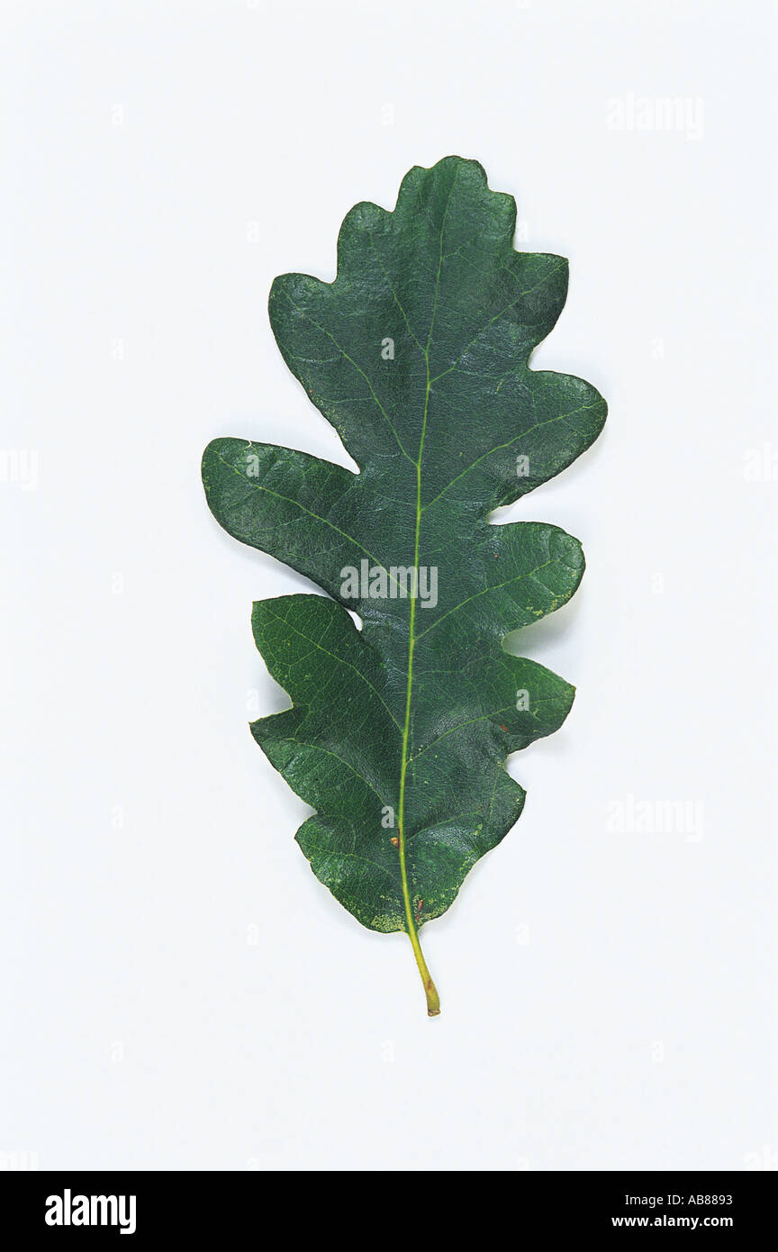 An oak leaf hi-res stock photography and images - Alamy