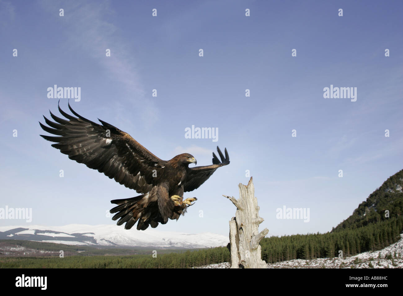 Golden Eagle Flight Scotland High Resolution Stock Photography and ...