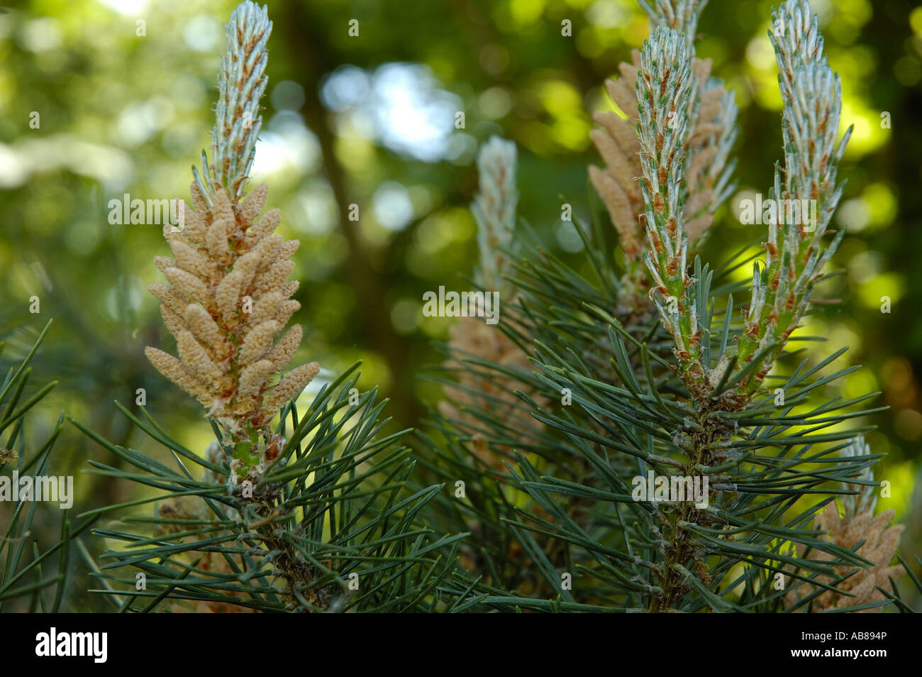 New pine cones in spring Stock Photo - Alamy