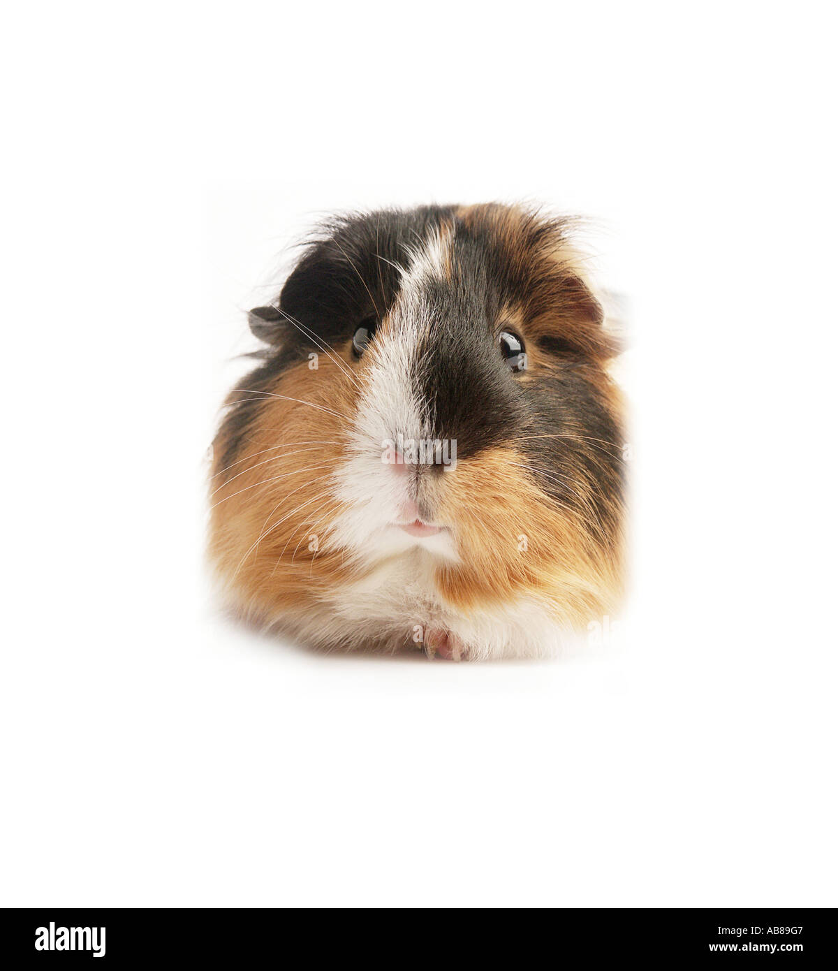 domestic Guinea pig (Cavia aperea f. porcellus), front view Stock Photo ...