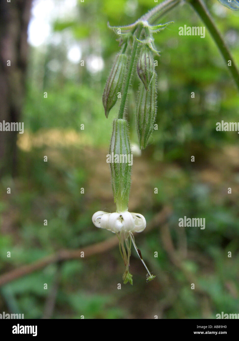nottingham catchfly (Silene nutans), blossom, Poland, Cracow Stock ...