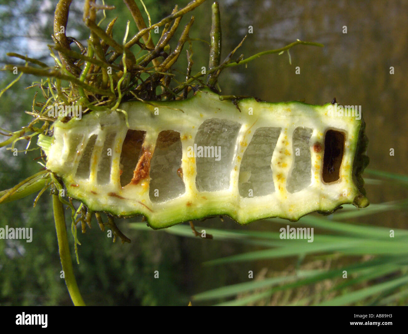 cowbane, water hemlock (Cicuta virosa), rhizome, Poland Stock Photo - Alamy
