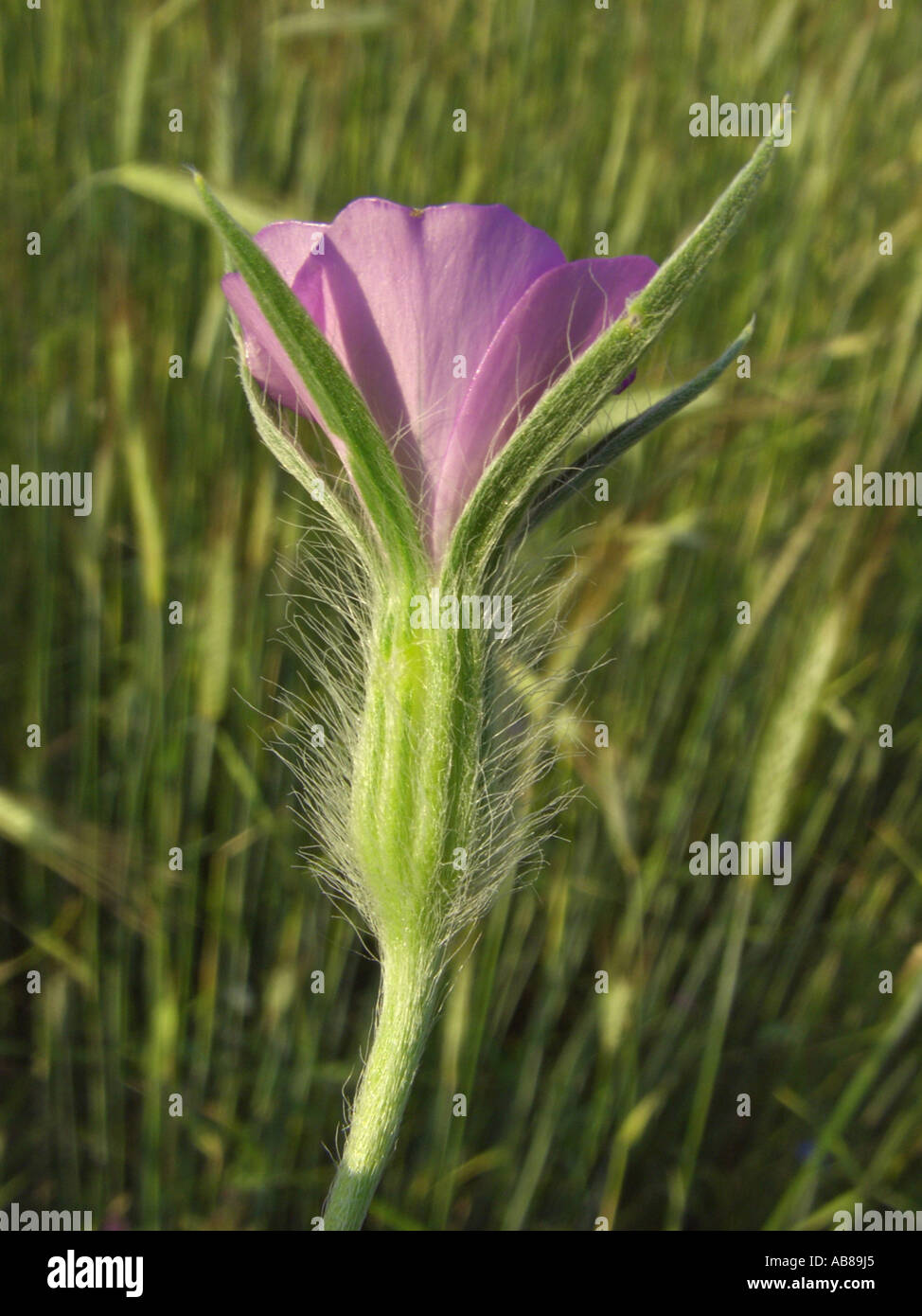 common corncockle (Agrostemma githago), flower, side view Stock Photo ...