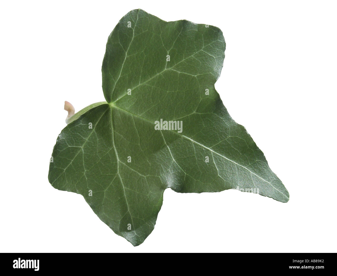 Ivy close Cut Out Stock Images & Pictures - Alamy