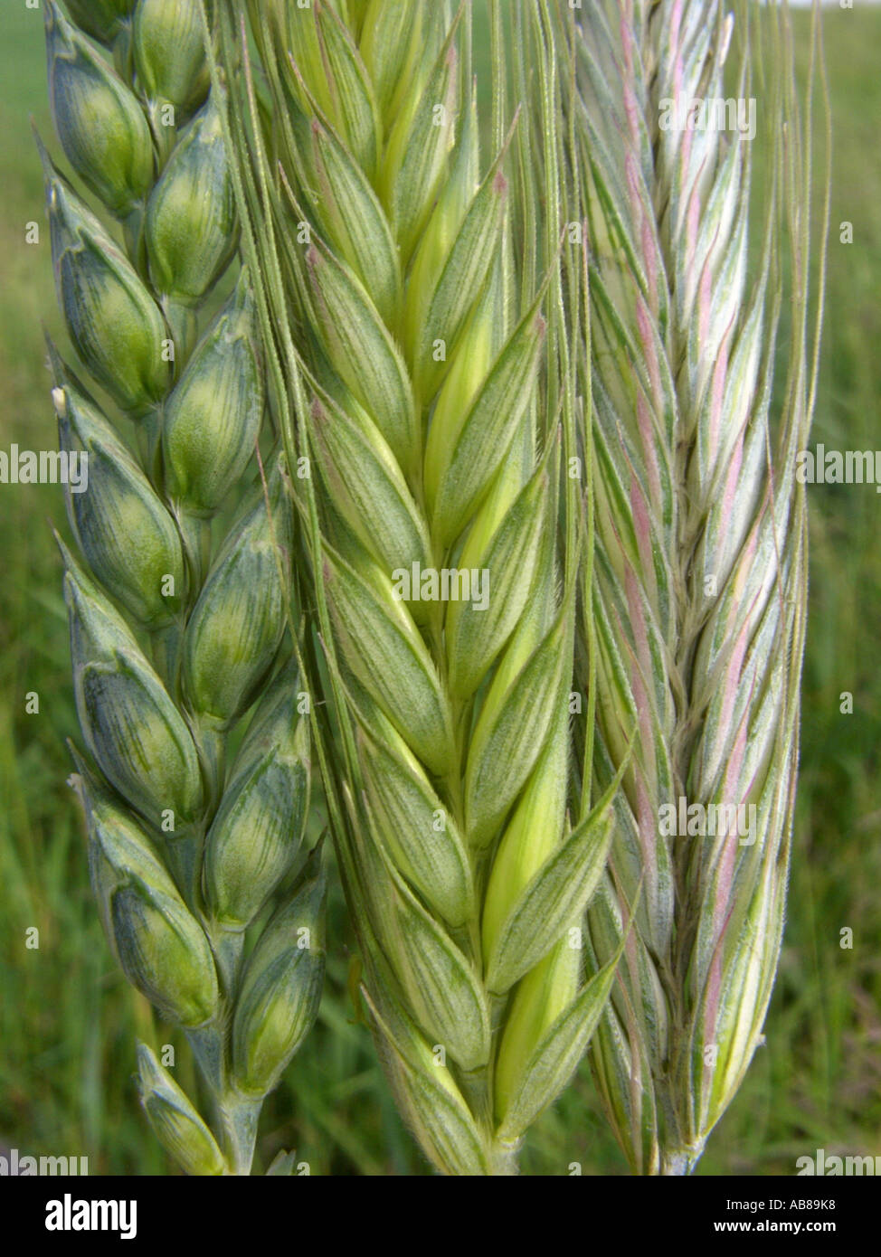 Triticum Aestivum