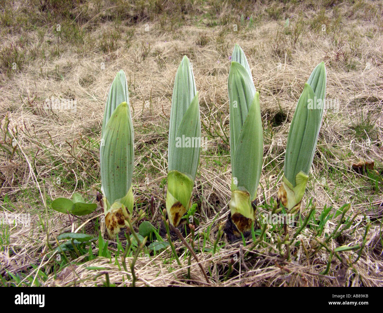 false helleborine, white hellebore (Veratrum album), shoot in spring ...