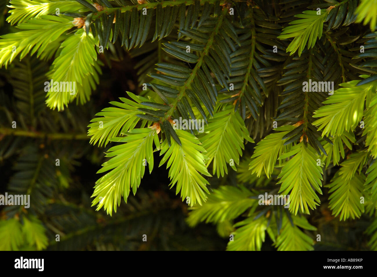 Fresh fir needles Stock Photo - Alamy