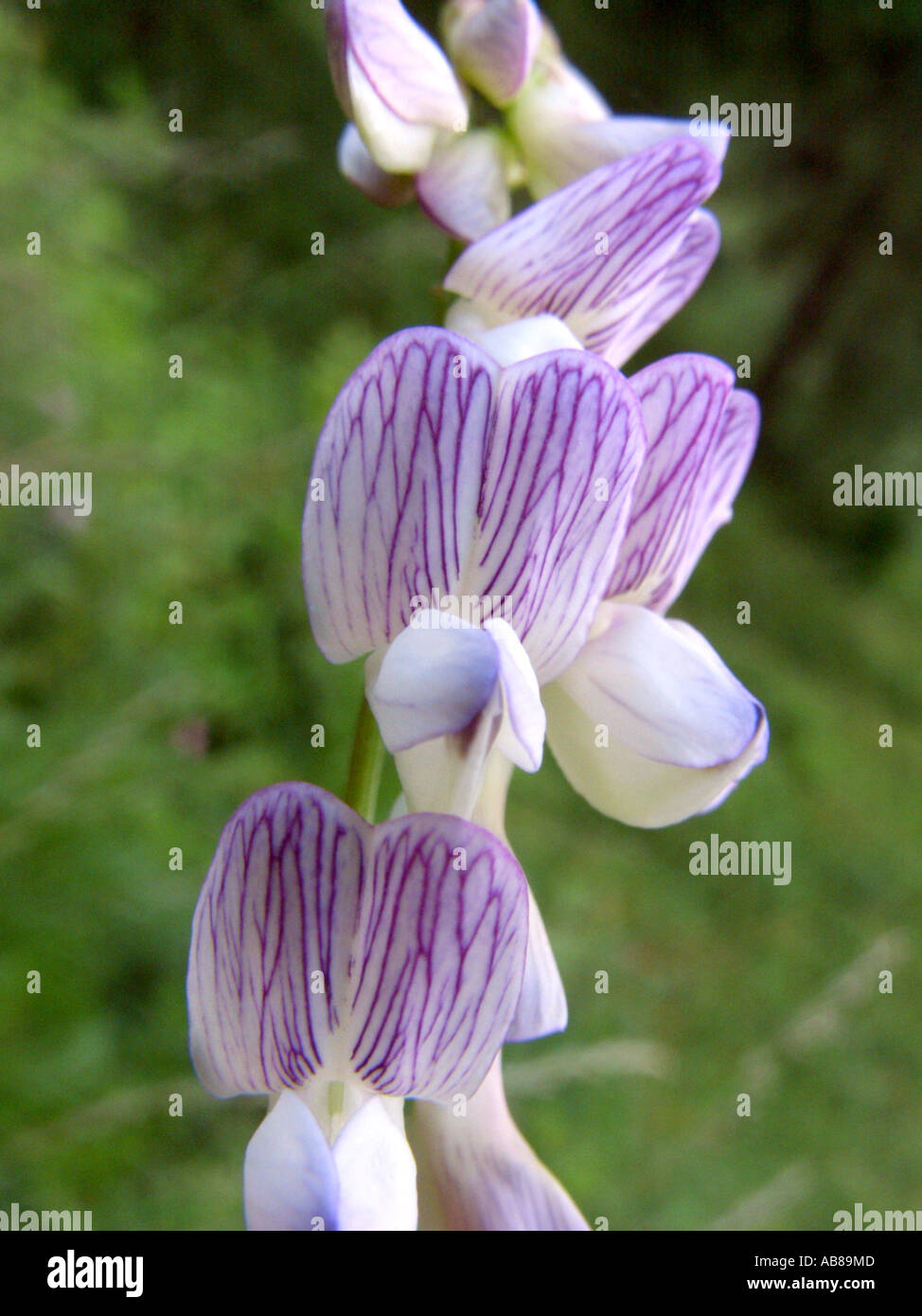 wood vetch (Vicia sylvatica), blossoms Stock Photo - Alamy