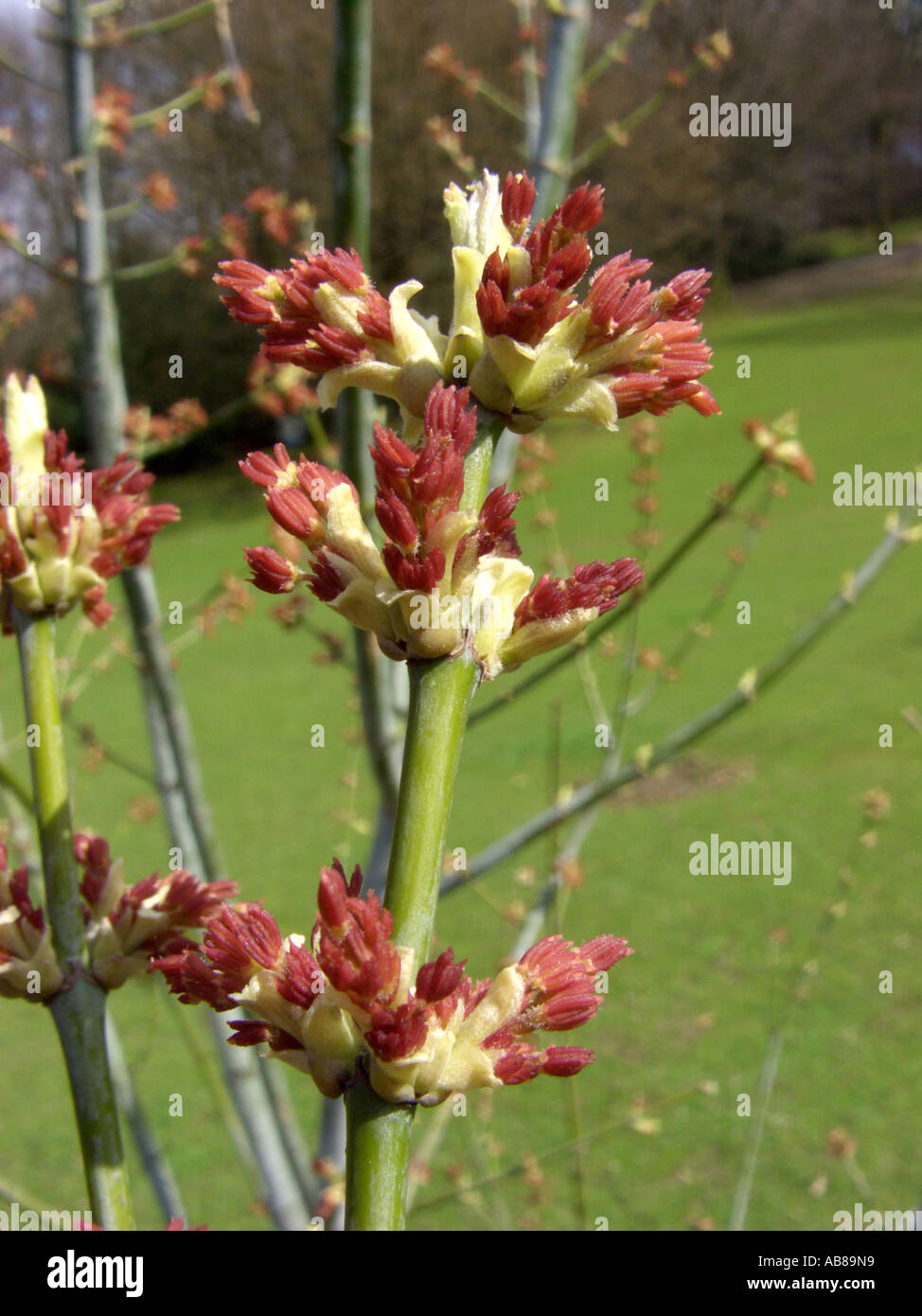 Ashleaf Maple High Resolution Stock Photography and Images - Alamy