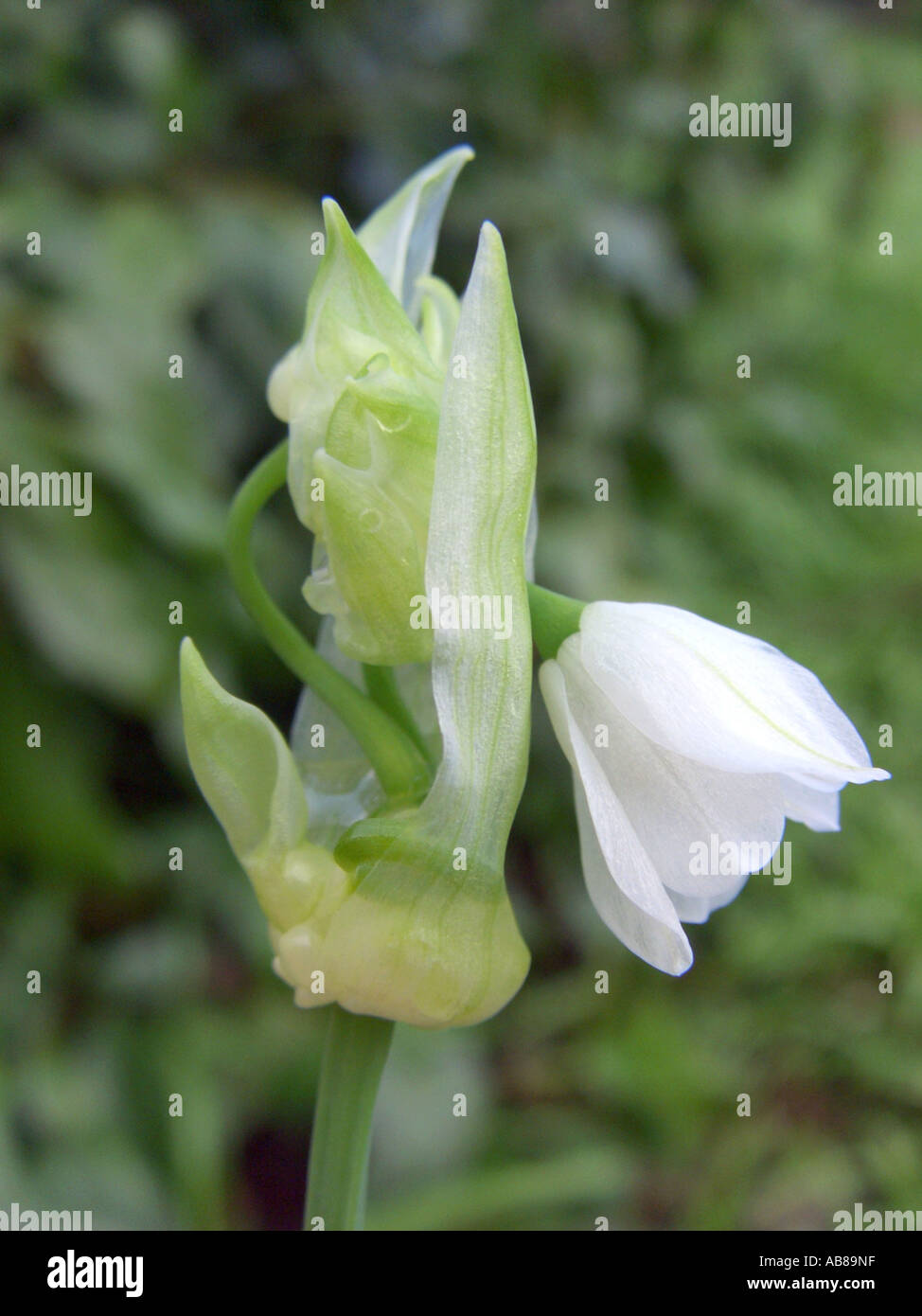 Allium paradoxum hi-res stock photography and images - Alamy