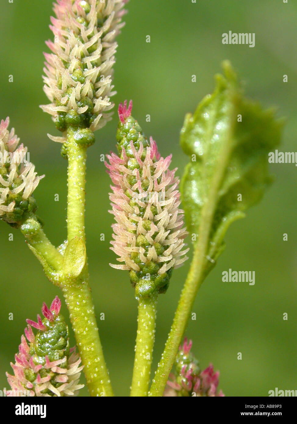 Japanese Alder (Alnus japonica), female inflorescences Stock Photo - Alamy
