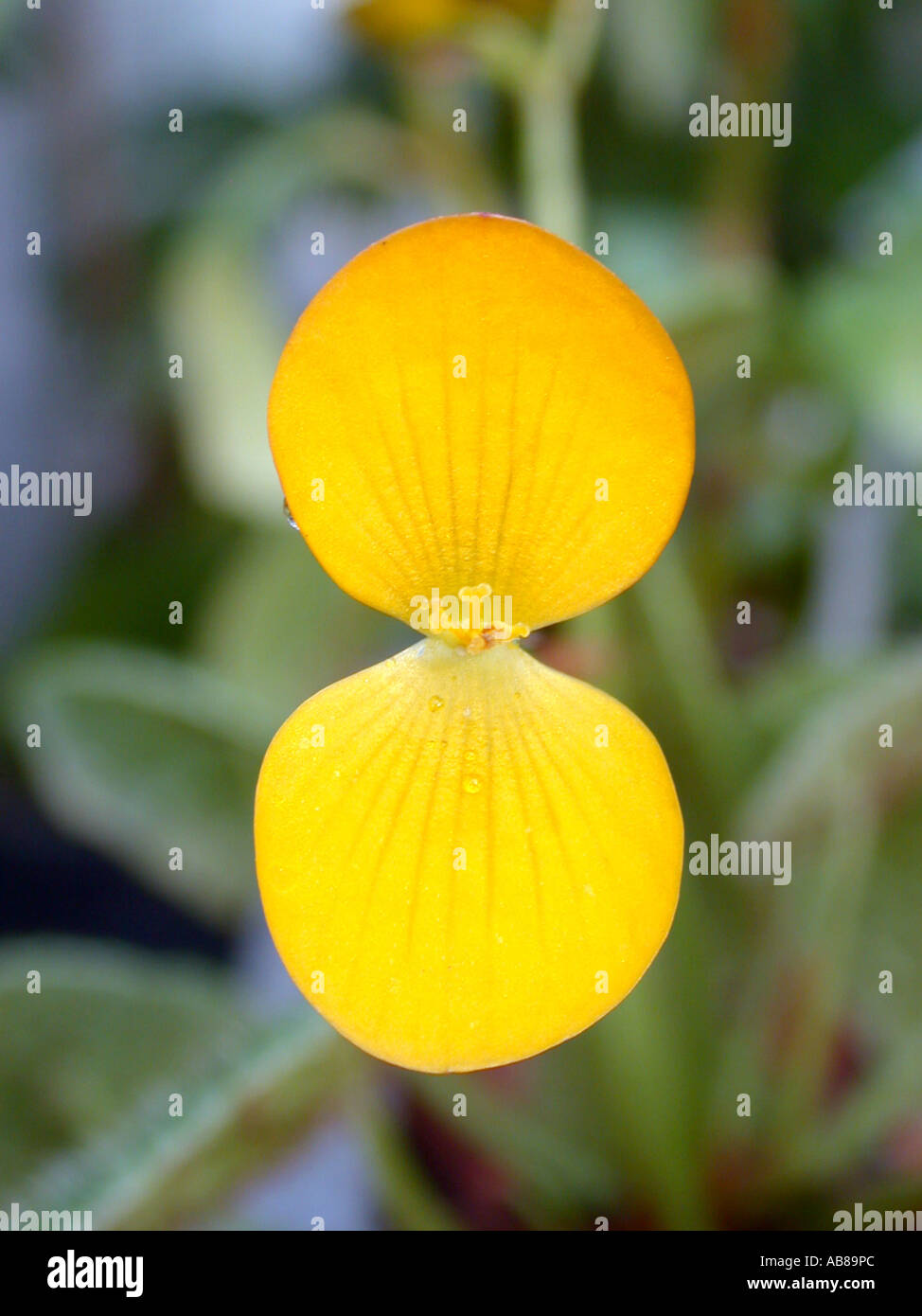 Staudtii hi-res stock photography and images - Alamy