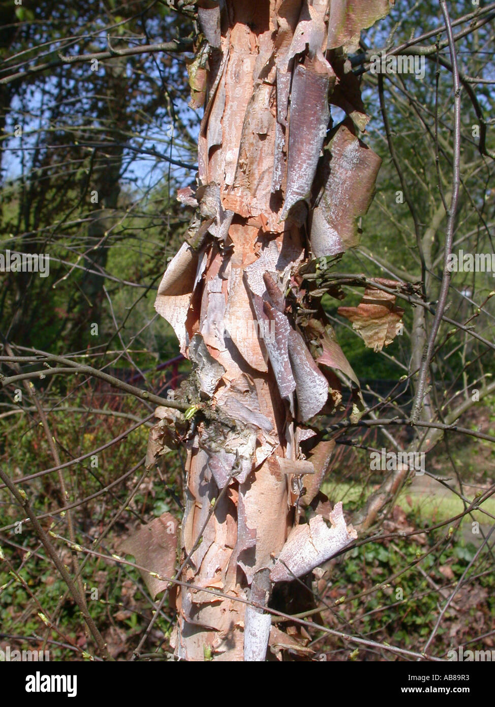 River Birch, Black Birch (Betula nigra), trunk Stock Photo - Alamy