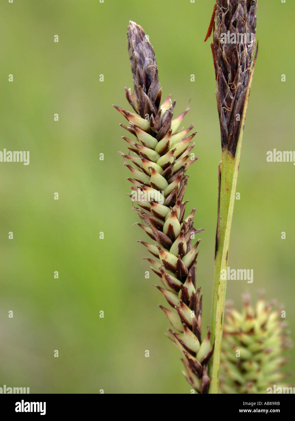 lesser pond-sedge (Carex acutiformis), spike Stock Photo - Alamy