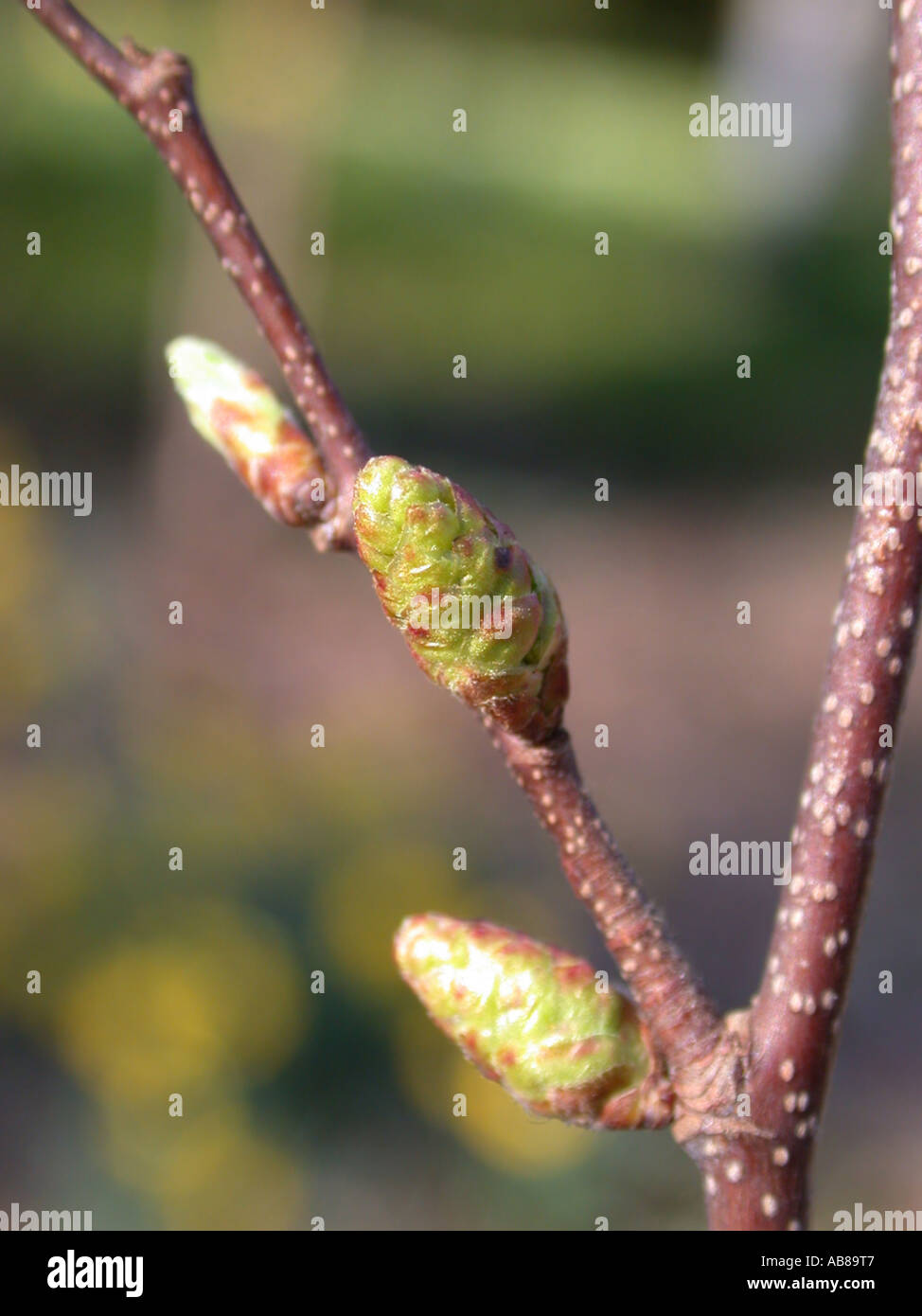 American hornbeam (Carpinus caroliniana), buds Stock Photo - Alamy