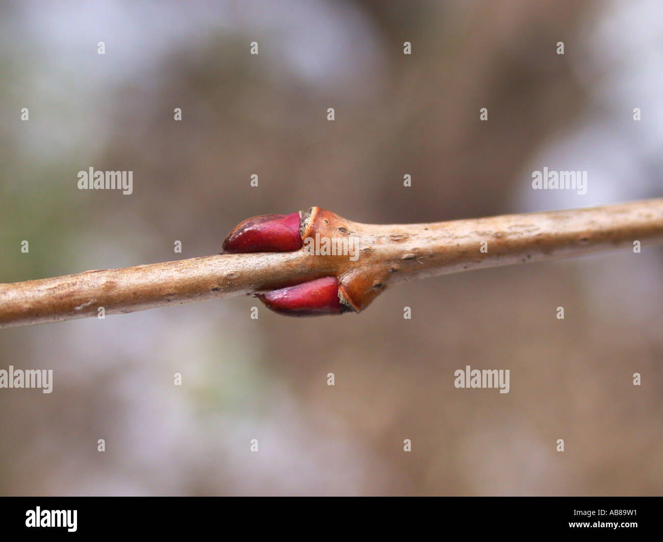katsura tree (Cercidiphyllum japonicum), winter buds Stock Photo - Alamy